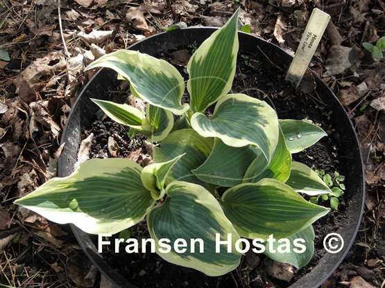 Hosta Firn Line - Fransen Hostas