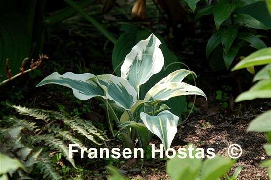 Hosta Firn Line - Fransen Hostas