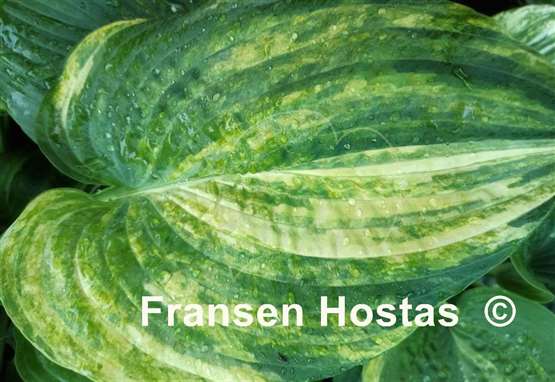 Hosta First in Line - Fransen Hostas