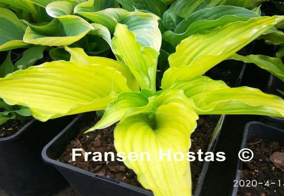 Hosta First Dance - Fransen Hostas