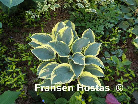 Hosta First Frost - Fransen Hostas