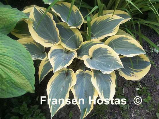 Hosta First Frost - Fransen Hostas