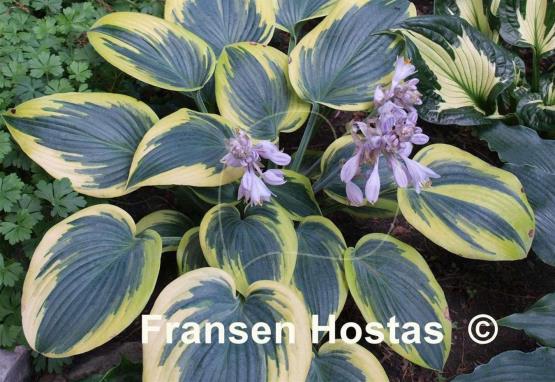 Hosta First Frost - Fransen Hostas