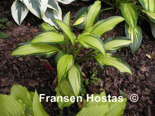 Hosta First Mate - Fransen Hostas