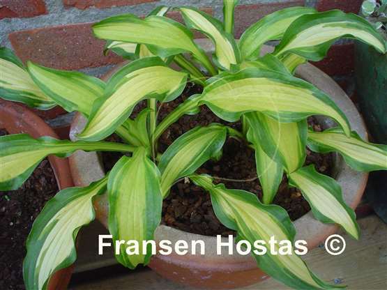 Hosta First Mate - Fransen Hostas