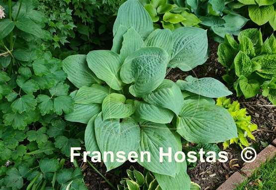 Hosta Florence Nightingale - Fransen Hostas