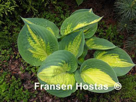 Hosta Forbidden Fruit - Fransen Hostas