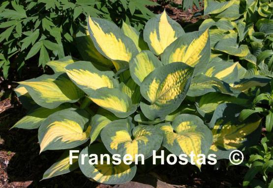 Hosta Forbidden Fruit - Fransen Hostas