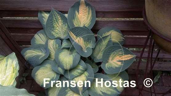 Hosta Forbidden Fruit - Fransen Hostas