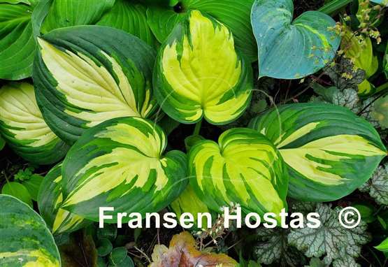 Hosta Fragrant Princess - Fransen Hostas