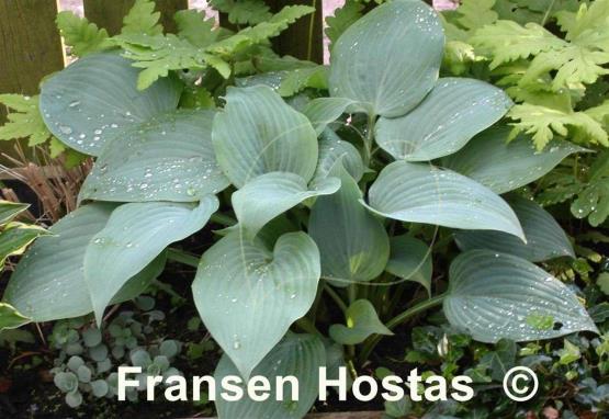 Hosta Fragrant Blue - Fransen Hostas