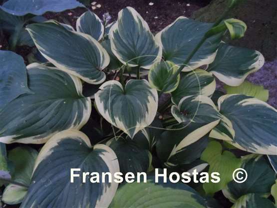 Hosta Fragrant Dream - Fransen Hostas