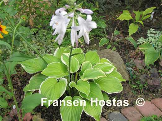 Hosta Fragrant Dream - Fransen Hostas