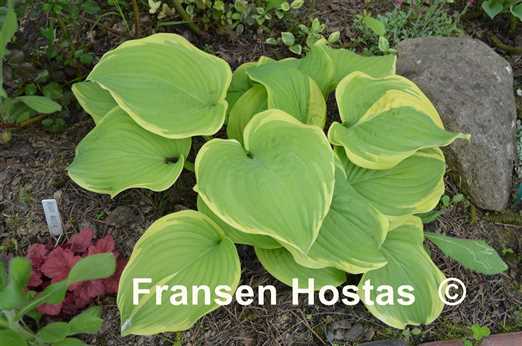 Hosta Fragrant Dream - Fransen Hostas