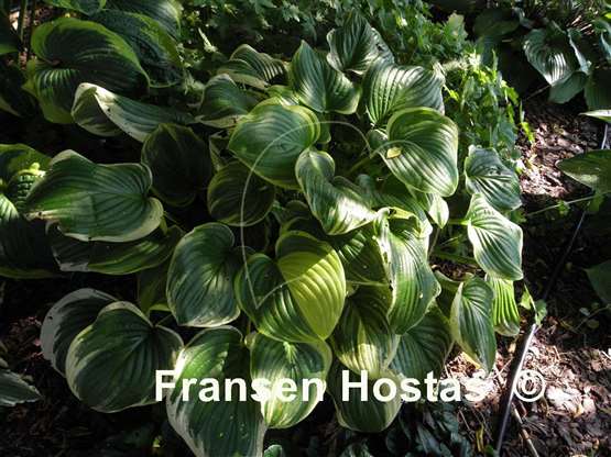 Hosta Fragrant King - Fransen Hostas