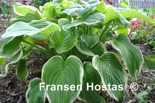 Hosta Fragrant King - Fransen Hostas