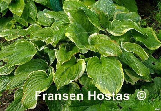 Hosta Fragrant King - Fransen Hostas