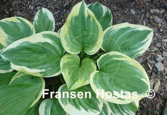 Hosta Fragrant Queen - Fransen Hostas