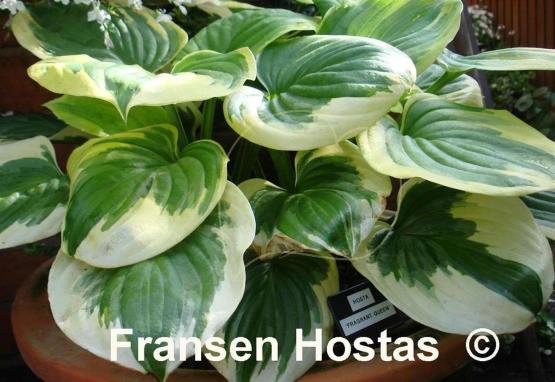 Hosta Fragrant Queen - Fransen Hostas