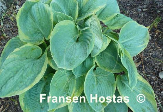 Hosta Frances Williams - Fransen Hostas