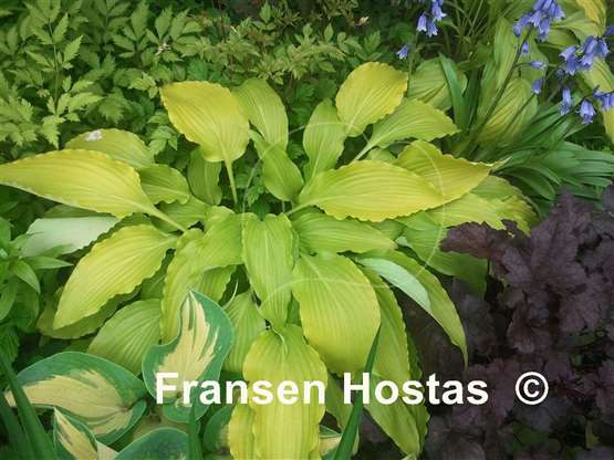 Hosta Frisian Pride - Fransen Hostas