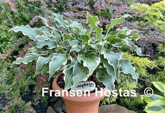 Hosta Frosted Raspberry - Fransen Hostas