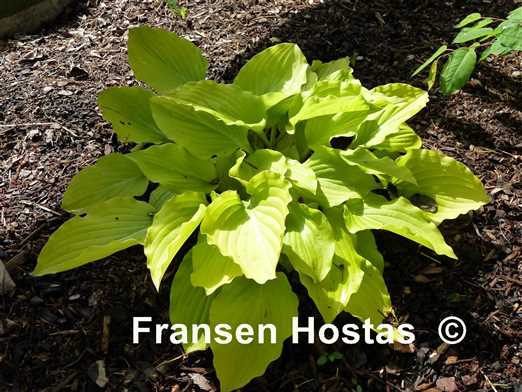 Hosta Fruit Punch - Fransen Hostas