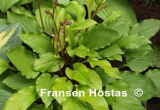 Hosta Fruit Punch - Fransen Hostas