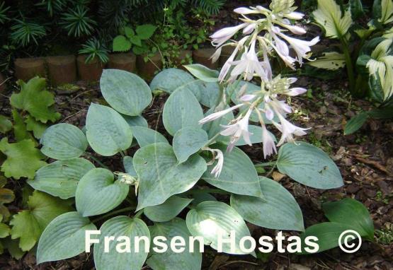 Hosta Fragrant Blue - Fransen Hostas