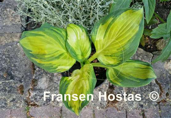 Hosta Galaxy Light - Fransen Hostas