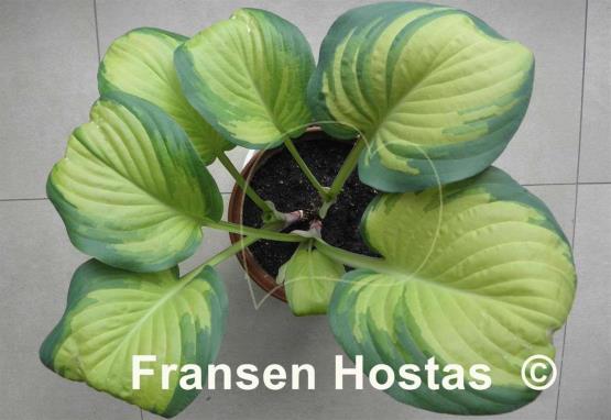 Hosta Galaxy Light - Fransen Hostas