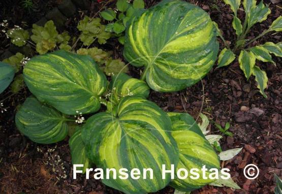 Hosta Galaxy - Fransen Hostas