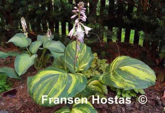 Hosta Galaxy - Fransen Hostas