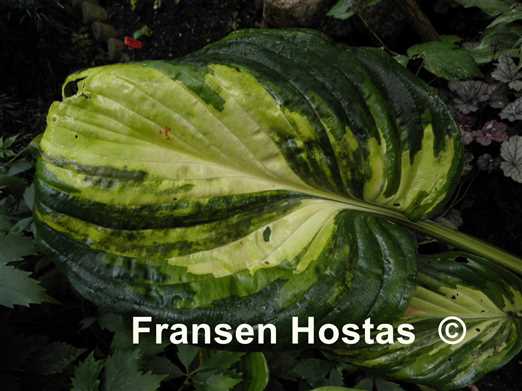 Hosta Galaxy - Fransen Hostas