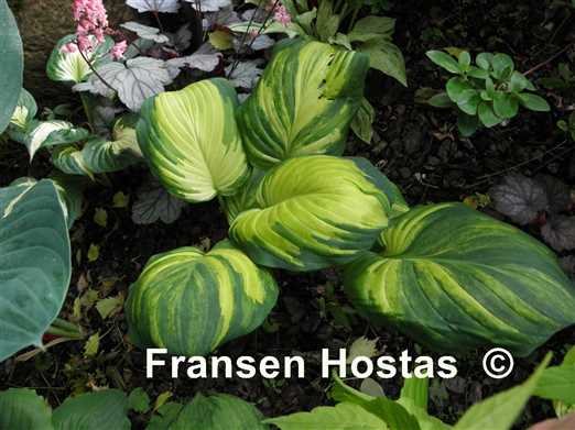 Hosta Galaxy - Fransen Hostas