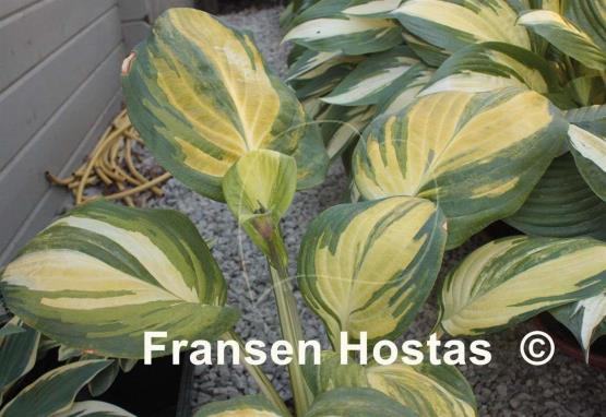 Hosta Galaxy - Fransen Hostas
