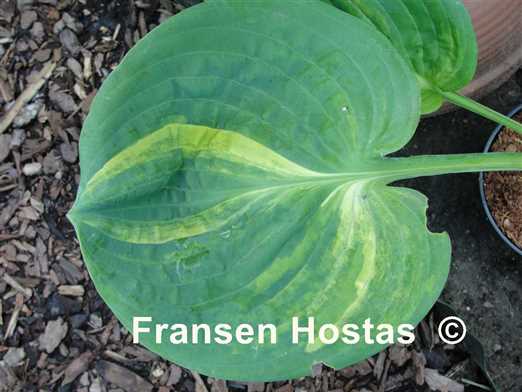 Hosta Galaxy - Fransen Hostas