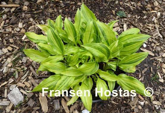 Hosta Geisha Limey Streaks - Fransen Hostas