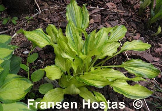 Hosta Geisha Limey Streaks - Fransen Hostas