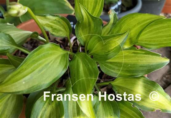 Hosta Geisha - Fransen Hostas