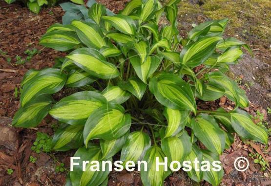 Hosta Geisha - Fransen Hostas