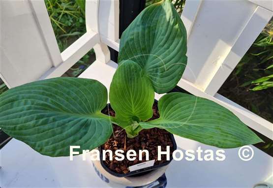 Hosta Generation X - Fransen Hostas