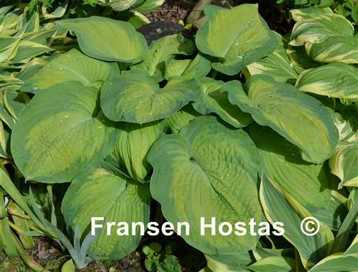 Hosta George Smith - Fransen Hostas