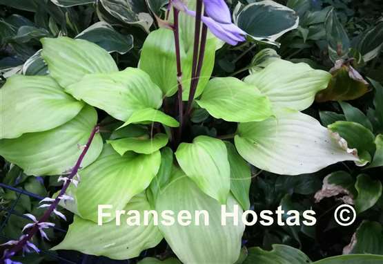 Hosta German Yellow Dragon - Fransen Hostas