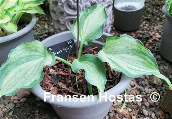 Hosta Ghost Spirit - Fransen Hostas