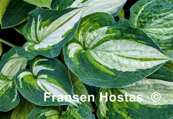 Hosta Ghost Spirit - Fransen Hostas