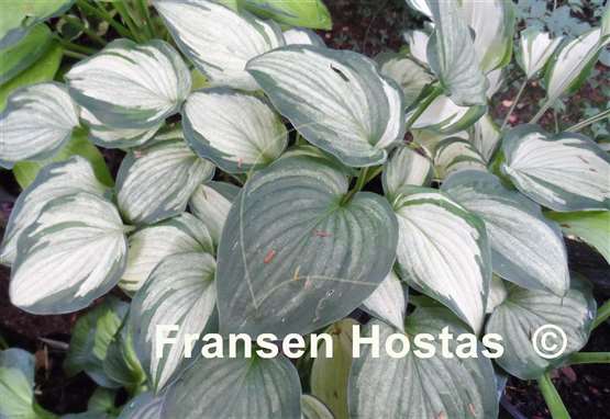 Hosta Ghost Spirit - Fransen Hostas