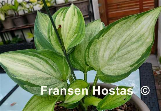 Hosta Ghost Spirit - Fransen Hostas