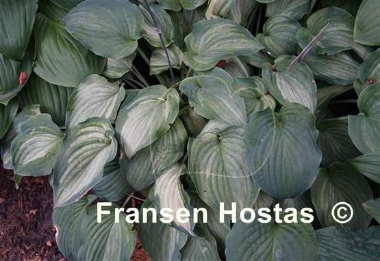 Hosta Ghost Spirit - Fransen Hostas