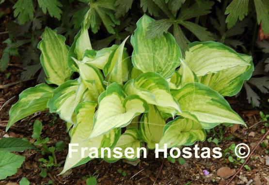 Hosta Ghost Spirit - Fransen Hostas